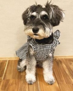 ミニチュアシュナウザーの性格や飼い方は？白い子犬の値段も紹介【トレーナー監修】 | INUNAVI（いぬなび）