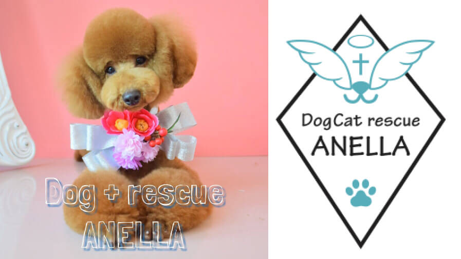 【東京の犬カフェ15選🐶犬に触れ合える・看板犬がいるお店】豆柴や大型犬に会える！ | INUNAVI（いぬなび）