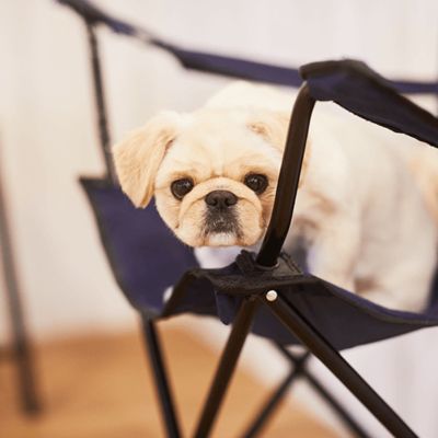 【東京の犬カフェ15選🐶犬に触れ合える・看板犬がいるお店】豆柴や大型犬に会える！ | INUNAVI（いぬなび）