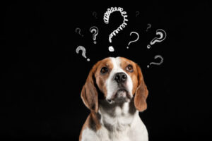 【獣医執筆】犬の緑内障が疑われたらすぐ病院へ！症状・原因・治療法を解説 | INUNAVI（いぬなび）