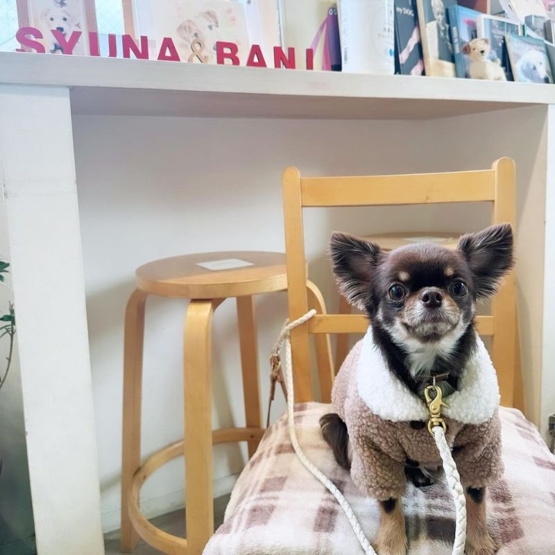 【吉祥寺】愛犬と楽しむドッグカフェ19選｜大型犬・店内同伴OKのお店も | INUNAVI（いぬなび）