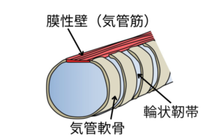 犬の気管虚脱の原因・症状・治療法を解説！放置しないで【獣医執筆】 | INUNAVI（いぬなび）