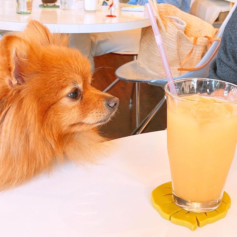 【横浜】おすすめドッグカフェ20選！SNS人気カフェや大型犬同伴OKのお店も | INUNAVI（いぬなび）