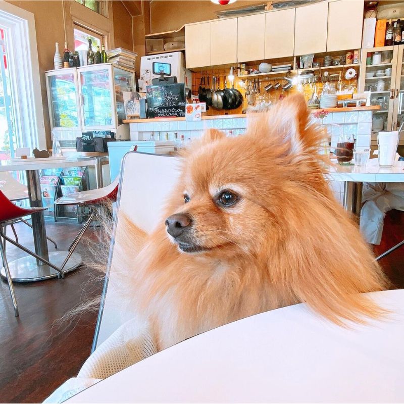 【横浜】おすすめドッグカフェ20選！SNS人気カフェや大型犬同伴OKのお店も | INUNAVI（いぬなび）