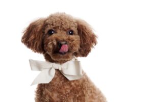 わんちゃんが一番好きな食べ物・嫌いな食べ物ランキング【飼い主200人アンケート】 | INUNAVI（いぬなび）