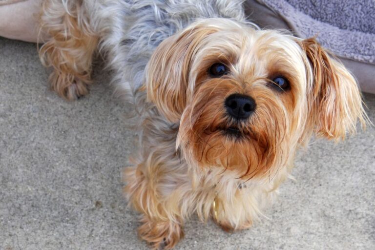 【獣医師監修】犬はイカを食べられる？生はダメ！食べてしまったときの症状や対処法 | INUNAVI（いぬなび）