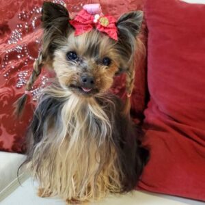 【SNSで人気!】ヨークシャーテリア(ヨーキー)の人気カットスタイル集13選！頻度や失敗しないポイントは？トリマー解説 | INUNAVI（いぬなび）