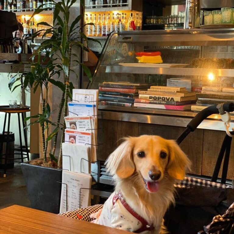 【恵比寿レストラン】愛犬と優雅に楽しめるおすすめ12選｜駅近15分 | INUNAVI（いぬなび）