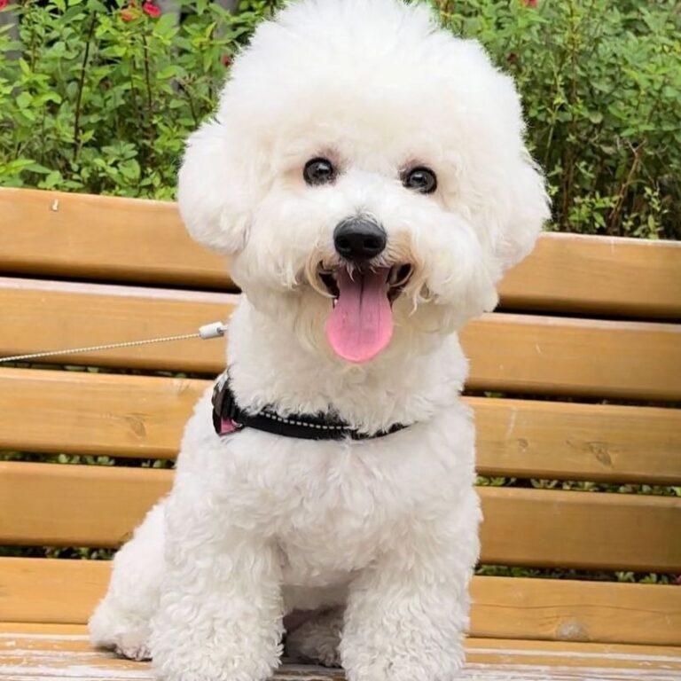 【トレーナー監修】ビションフリーゼはどんな犬？性格・子犬のブリーダー・飼いやすさを紹介 | INUNAVI（いぬなび）