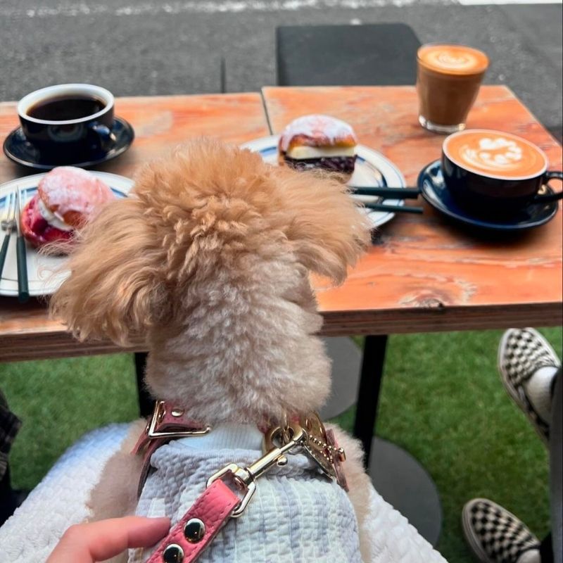 【浅草・蔵前ドッグカフェ】愛犬と行ける人気カフェ・レストラン21選｜大型犬OK | INUNAVI（いぬなび）