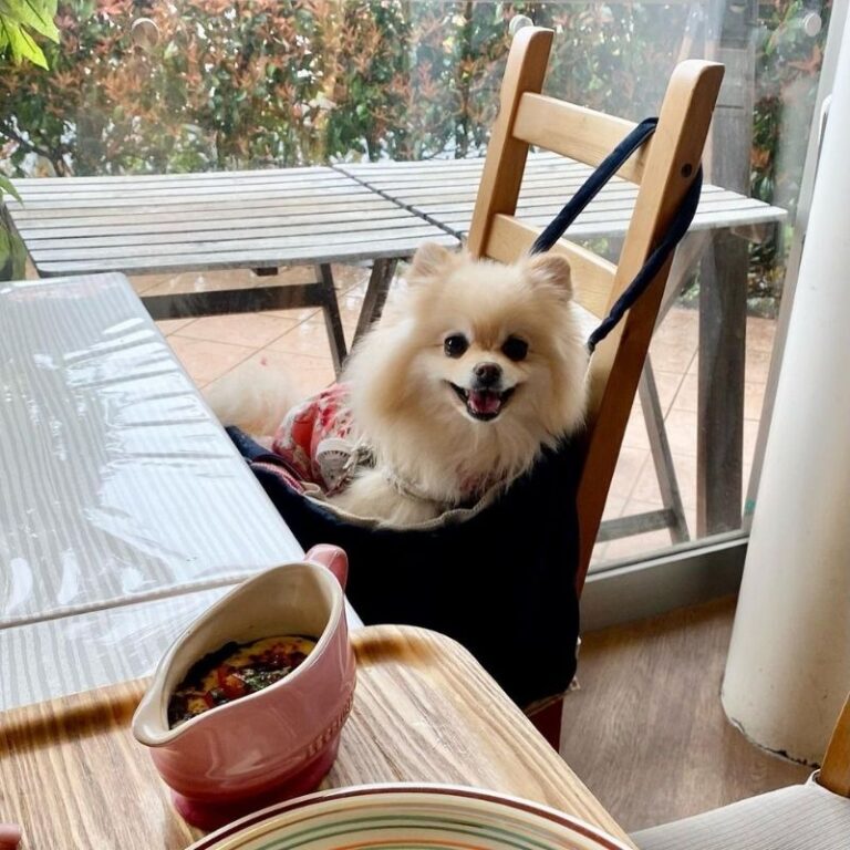 【八王子ドッグカフェ20選】八王子・高尾山エリアで人気の犬同伴OKカフェ・レストラン | INUNAVI（いぬなび）