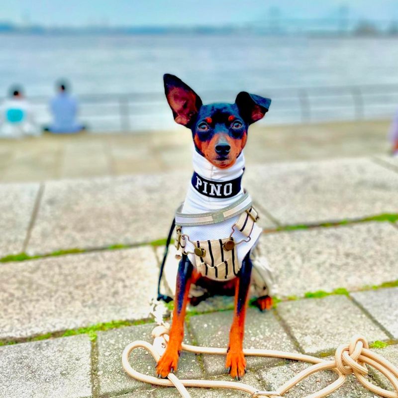 【トレーナー監修】ミニチュアピンシャーの特徴・性格・飼いやすさを解説！子犬の価格や寿命も | INUNAVI（いぬなび）