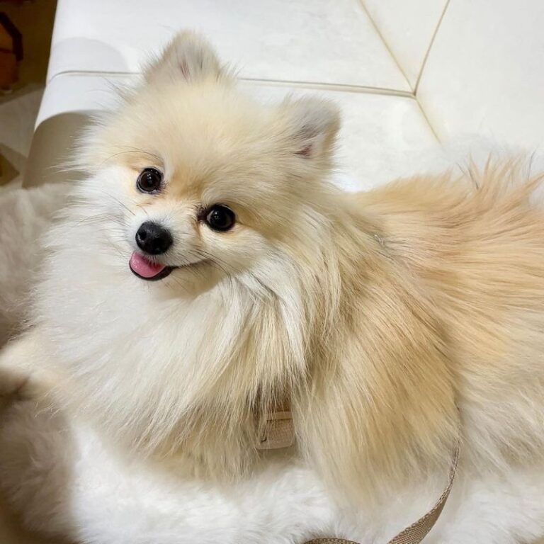 【大阪】犬と行ける人気ドッグカフェおすすめ24選｜ドッグラン付きや犬用メニューありも多数！ | INUNAVI（いぬなび）