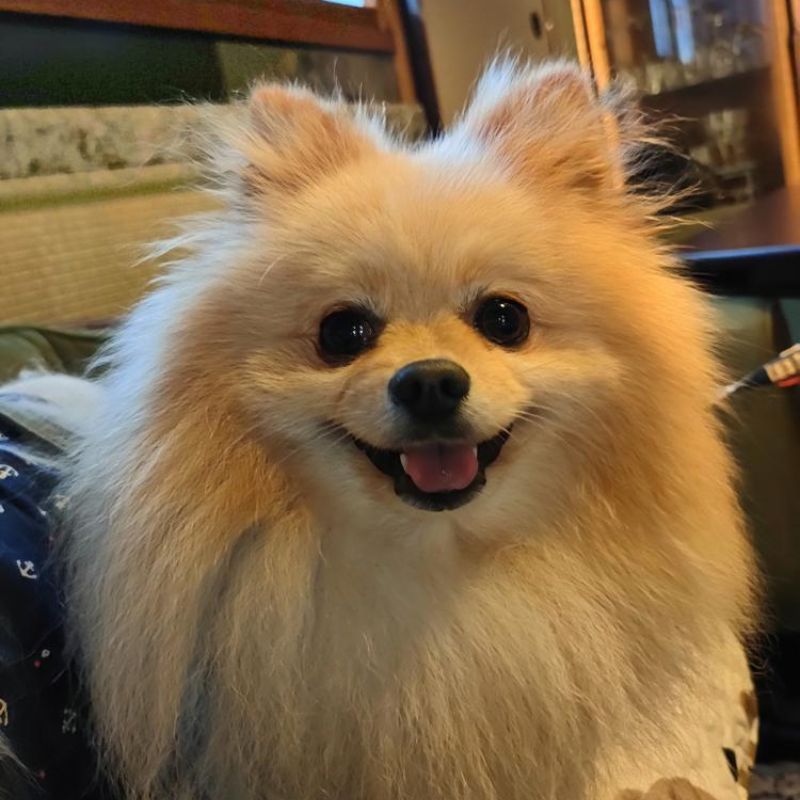 【千葉市周辺】おすすめドッグカフェ20選！ドッグラン付き・店内OK・リゾート施設も紹介 | INUNAVI（いぬなび）