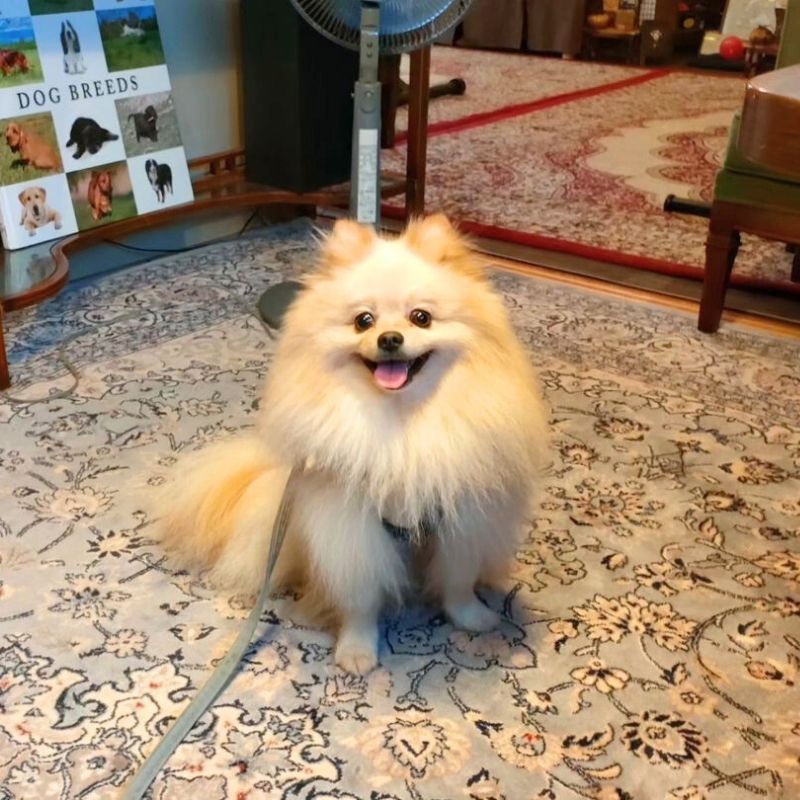 【千葉市周辺】おすすめドッグカフェ20選！ドッグラン付き・店内OK・リゾート施設も紹介 | INUNAVI（いぬなび）