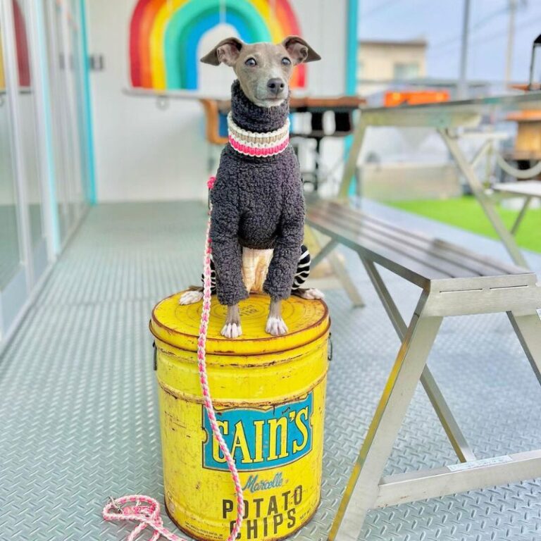 【名古屋】人気ドッグカフェ20選！犬同伴可能なおしゃれカフェやドッグラン併設カフェも紹介 | INUNAVI（いぬなび）