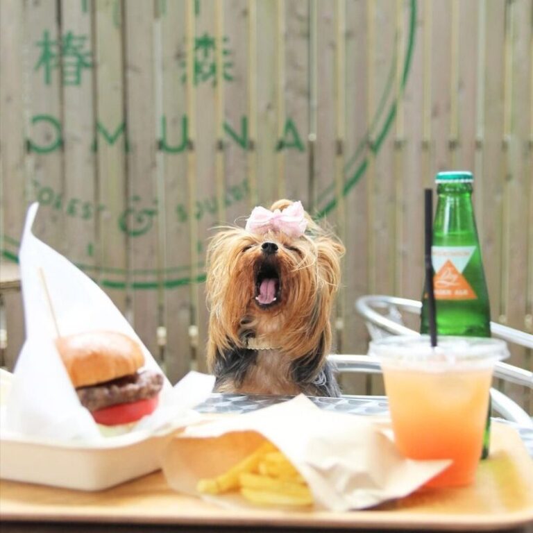 【千葉市周辺】おすすめドッグカフェ20選！ドッグラン付き・店内OK・リゾート施設も紹介 | INUNAVI（いぬなび）