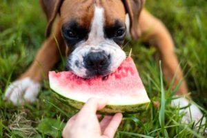 犬にスイカを与えても大丈夫！与える量や効果、注意点を解説【獣医師執筆】 | INUNAVI（いぬなび）
