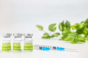 子犬の混合ワクチンや狂犬病の接種はいつから？間隔や選び方を獣医師が解説 | INUNAVI（いぬなび）