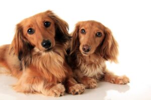 ミニチュアダックスフンドの平均寿命は長い？長生きのために今すぐ実践したい6つのこと | INUNAVI（いぬなび）