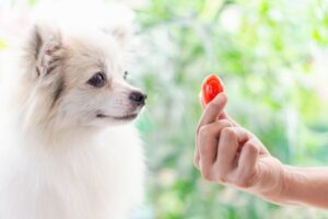 【獣医師監修】犬はトマトを食べても大丈夫！食べられる部位や量など与え方を解説 | INUNAVI（いぬなび）