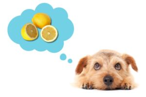 【獣医師監修】犬にレモンを与えても大丈夫？問題ないが注意が必要！ | INUNAVI（いぬなび）