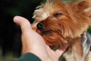 愛犬が手を舐めてくるのはなぜ？しつこいときのやめさせ方も【ドッグトレーナー監修】 | INUNAVI（いぬなび）