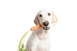 【獣医師監修】犬はにんじんを食べても大丈夫！1日に食べられる量や注意点を解説 | INUNAVI（いぬなび）