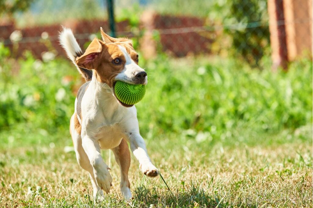 【獣医師執筆】犬がはちみつを食べても大丈夫！与える量や注意点を解説 | INUNAVI（いぬなび）